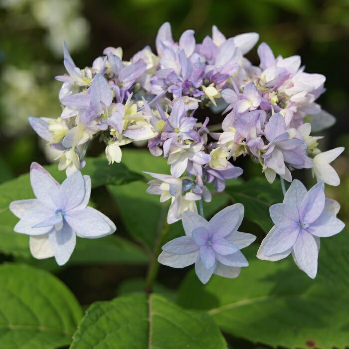 エゾアジサイ『広瀬の華』(ひろせのはな) 野趣に富むアジサイ　　 淡い桃紫色の八重種です。両性花も八重咲になり艶やかな花になります。山陰地方の産のアジサイでエゾアジサイのようです。＊お送りする苗は画像2枚目程度の苗、2年苗以上3号(9cm)...