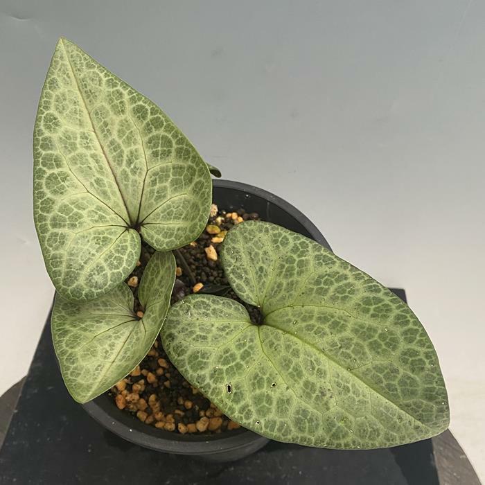 タイリンアオイ亀甲のり引き模様葉 神秘のカンアオイ タイリンアオイ　亀甲のり引き模様葉現物個体の販売です。1枚目は見本品。2枚目が現物販売個体の画像です。お間違えないようお願いいたします。商品情報　亀甲のり引き模様葉が全体に入りとても美しい...