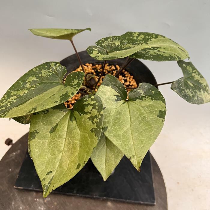 クワイバカンアオイ『屋久桜』 神秘のカンアオイ クワイバカンアオイ『屋久桜』(やくざくら)現物個体の販売です。1枚目は見本品。2枚目が現物販売個体の画像です。お間違えないようお願いいたします。商品情報　不規則に入る斑模様が珍しいクワイバカン...