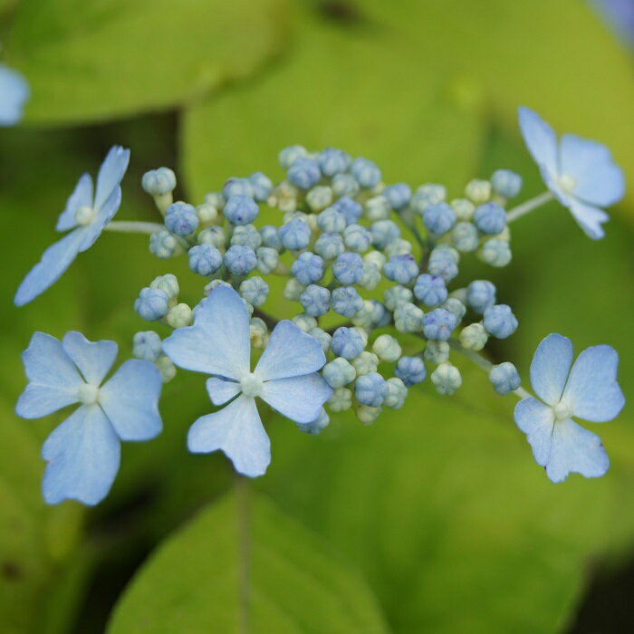 ヤマアジサイ『よさこい踊り』(よさこいおどり) 野趣に富むアジサイ　　 ブルーの変り咲きヤマアジサイです。花弁の先端が歪み、よく見るとハート形をしています。とても可愛いヤマアジサイです。＊お送りする苗は画像2枚目程度の苗、2年苗以上3号(9...