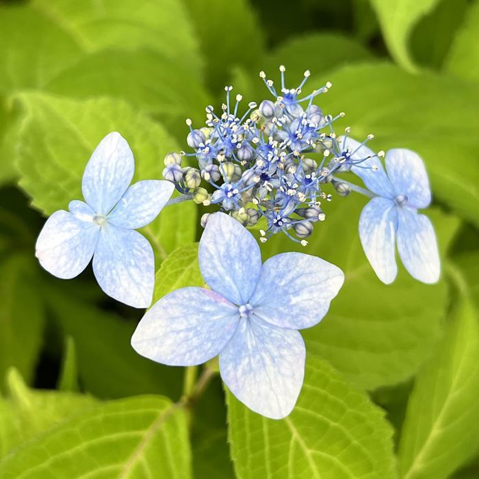 ヤマアジサイ『久住白雲』(くじゅうはくうん) 野趣に富むアジサイ　　 白い花の中心部を淡くブルーに染める珍しい色合いの花です。『夢』に似た感じの花ですが『久住白雲』の方がやや小ぶりです。＊お送りする苗は画像2枚目程度の苗、2年苗以上3号(9...