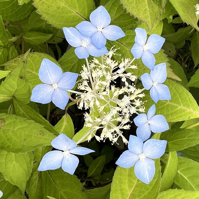 ヤマアジサイ『千代の光』(ちよのひかり) 野趣に富むアジサイ 淡青色やや幅広め剣弁咲きの山アジサイです。土佐涼風と同じく両性花が白いため、清々しい雰囲気の花を咲かせます。以前は『土佐ききょう』と呼ばれていたそうです。＊お送りする苗は画像2枚...