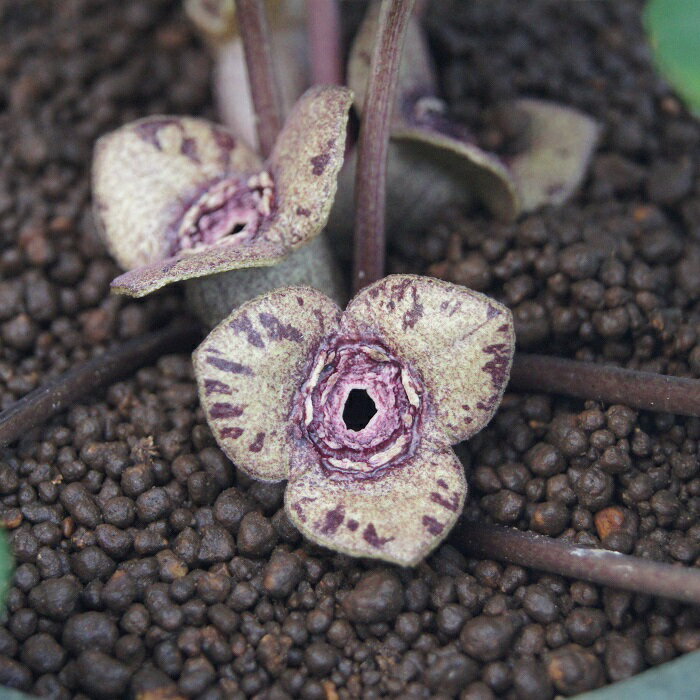 センカク交配『渋珍』 神秘のカンアオイ センカク交配『渋珍』(しぶちん)現物個体の販売です。1枚目は花、2枚目は葉の見本。3枚目が現物販売個体の画像です。お間違えないようお願いいたします。商品情報　絞り模様が入る珍しい花を咲かせます。光沢あ...