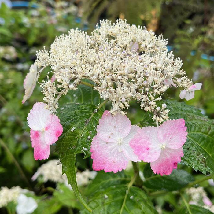 ヤマアジサイ『紅ガク』(べにがく) 野趣に富むアジサイ ガク咲きの白花で咲き始め、後に紅がのってきます。＊お送りする苗は画像2枚目程度の苗、2年苗以上3号(9cm)ポット苗です。　（苗の画像は『紅』です。2025年10月5日撮影) 1