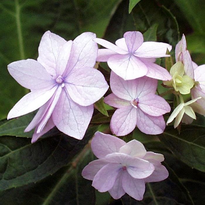 ヤマアジサイ『緑星』(みどりぼし) 野趣に富むアジサイ ヤマアジサイ『緑星』(みどりぼし)桃紫色八重咲の花を咲かせます。＊お送りする苗は画像2枚目程度の苗。2年苗以上3号(9cm)ポット苗です。　現在落葉状態です。（苗の画像は『日向の青てま...