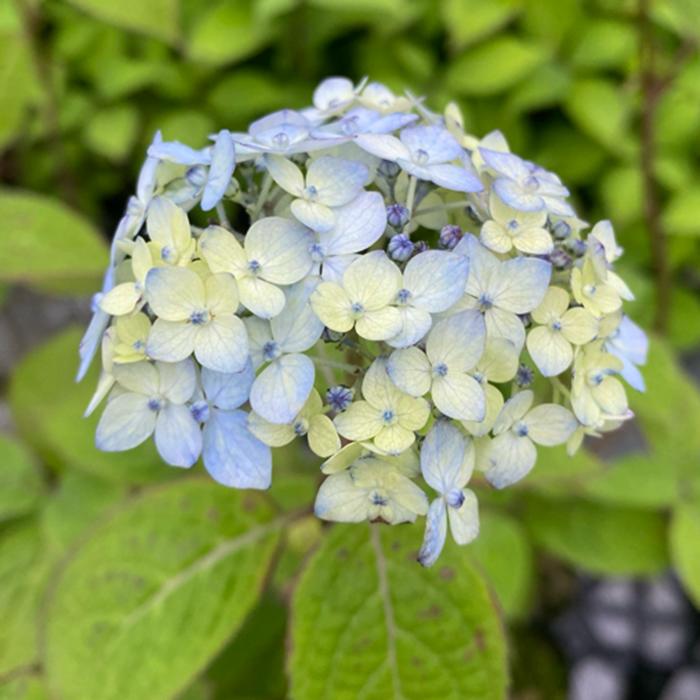 ヤマアジサイ『湯平てまり』(ゆのひらてまり) 野趣に富むアジサイ ヤヤマアジサイ『湯平てまり』(ゆのひらてまり)薄黄色のてまり咲で咲き始め、後に淡い桃紫色に染まってゆきます。近年発見されたテマリ咲きで、注目される逸品です。＊お送りする苗は画...