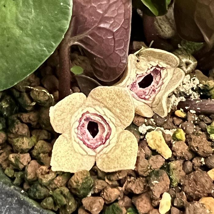 センカク交配『天晴』 神秘のカンアオイ センカク交配『天晴』(あっぱれ)現物個体の販売です。1枚目は花、2枚目は葉の見本画像。3枚目が現物販売個体の画像です。お間違えないようお願いいたします。商品情報　花は4弁5弁の多弁花を咲かせ珍しく、光...