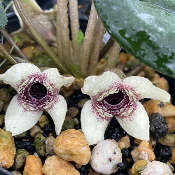 タニムラアオイ『天城の星』 神秘のカンアオイ タニムラアオイ『天城の星』(あまぎのほし)現物個体の販売です。1枚目は花見本。2枚目が現物販売個体の画像です。商品情報　タニムラアオイの4弁固定率の高い品種です。葉長5cm×葉幅3.5cmの花見...