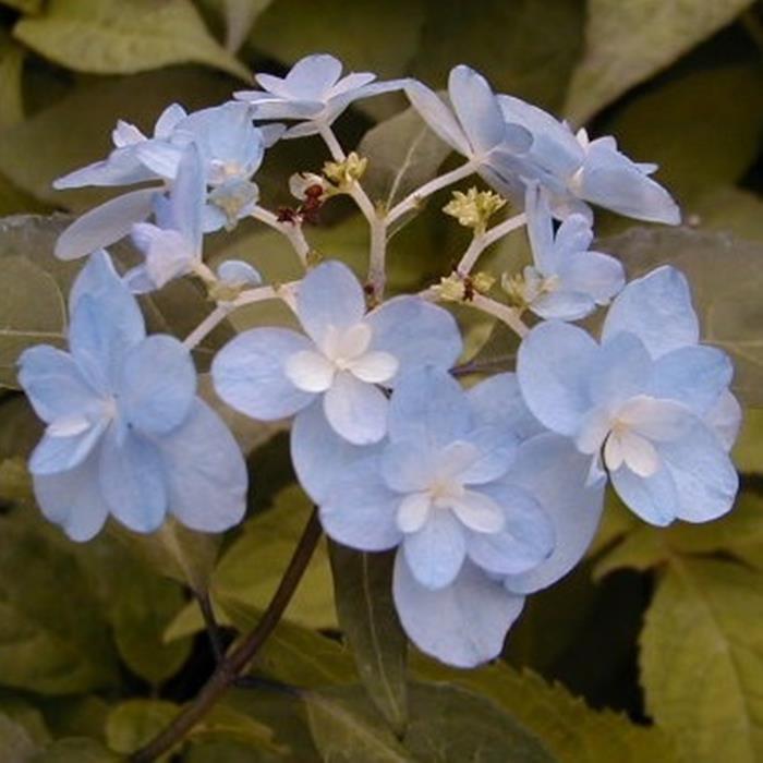 ヤマアジサイ『剣の舞』(つるぎのまい) 野趣に富むアジサイ 淡青色へら状弁八重咲きのヤマアジサイです。＊お送りする苗は画像2枚目程度の苗、2年苗以上3号(9cm)ポット苗です。現在落葉状態です。（苗の画像は『日向の青てまり』です。) 1