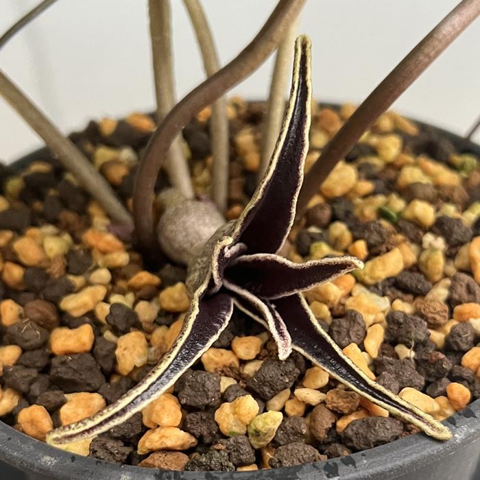 ホシザキカンアオイ『天龍』 神秘のカンアオイ ホシザキカンアオイ『天龍』、現物個体の販売です。1枚目は花画像。2枚目が現物販売個体の画像です。商品情報　ホシザキカンアオイ重弁八重咲タイプの個体です。葉長9.5cm×葉幅7.5cmの個体です。...