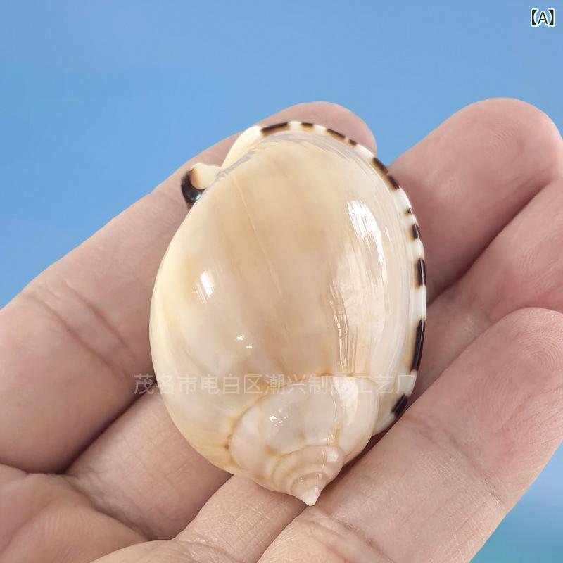 5個セット・主な素材: 貝殻、貝・用途: 誕生日、満月、旅行記念、卒業、引越し、パーティー・対象: 後輩、カップル、夫婦、同僚、友人、目上の方、子供、同級生、恩師・適用イベント: クリスマス、バレンタインデー、父の日、母の日、元旦、七夕、ハ...