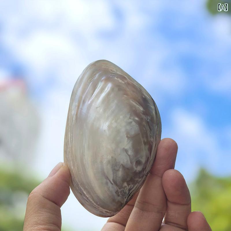 ・スタイル: 新中国風・素材: 珊瑚、貝殻、巻貝・色展開: 天然パール貝色・サイズ展開: 10-11cm、11-12cm、12-13cm