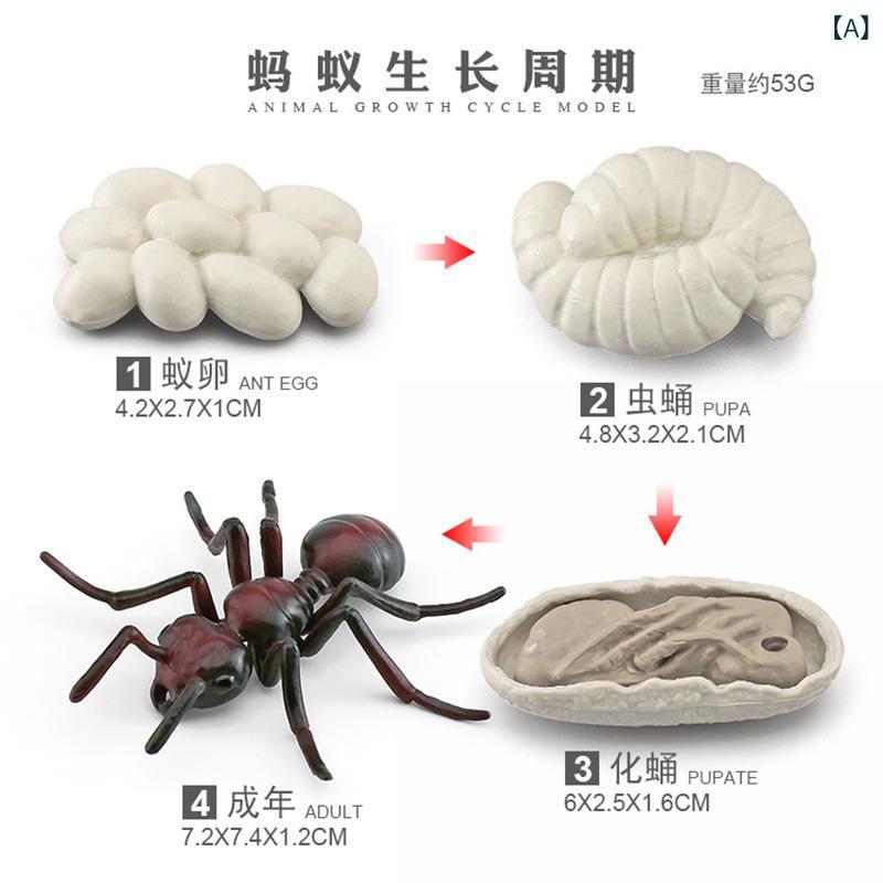 ・素材: PVC・モデルタイプ: 固定式・モデルカテゴリ: 動植物・組み立て: 完成品・種類展開: アリの成長サイクル (53g)、タランチュラの成長サイクル (30g)、カメレオンの成長サイクル (60g)・対象年齢: 4-6歳