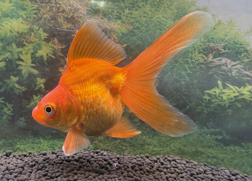 金魚の代名詞でもある琉金です！ お腹は大きく、ひれも長くなります。 和金などと違い、泳ぎはあまり得意ではなくゆっくりと愛らしく泳ぎます。泳ぎの速い魚（和金など）とはともに混泳しないほうがよいでしょう。 光の当り方で、赤色が濃く見えたり、薄く...
