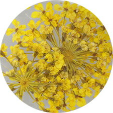 レースの様な細い花びらが特徴的なドライフラワー(押し花)。流行りの押し花ネイルをお楽しみいただけます。※ロットにより多少色のバラつきがあります。【メール便OK】※この商品はメーカー取り寄せ商品になります。メーカー欠品や廃盤の際には必ずご連絡...