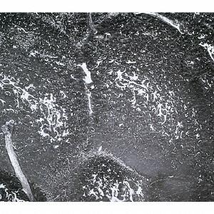 ご注文前に必ずご確認ください＜商品説明＞＜収録内容＞plastic integritygenio del grito valerosowith the safetydepth＜アーティスト／キャスト＞Abisyeikah＜商品詳細＞商品番号...