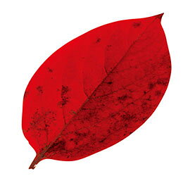 PP貼合せ 型抜きクリアシート (約9×16cm) 柿の葉 200枚入葉脈まで忠実にプリントした葉をカタチに沿って型抜きして使いやすくしました。 PP貼り合せなので、食材を直接盛るなどの演出が可能です。 秋の風情を感じさせる 赤もみじと柿の...
