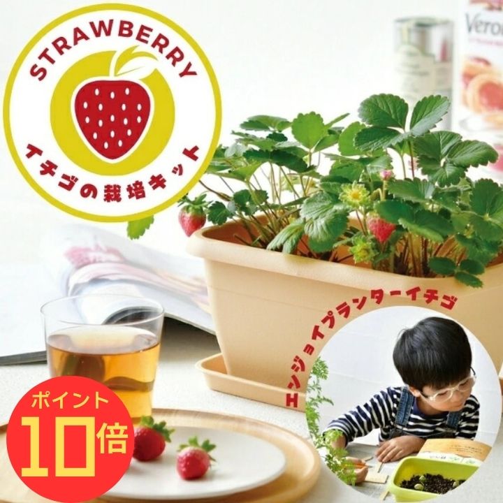 ↑このバナーから必ずエントリーをしてポイント10倍を獲得してください↑GD-1044 エンジョイプランターイチゴ エンジョイプランターに人気のイチゴが仲間入り。 可憐な花と甘い香りを家で楽しんでみませんか 誕生日 クリスマス バレンタイン ...