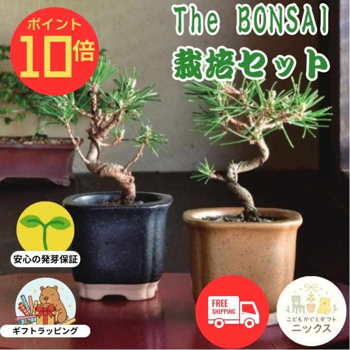 ↑このバナーから必ずエントリーをしてポイント10倍を獲得してください↑ 【 The BONSAI - 栽培セット 】 日本の伝統美を種から育てる、本格派の盆栽栽培キットです。 ざらりとした風合いの高級感ある陶器鉢が、和の空間を演出します。 ...