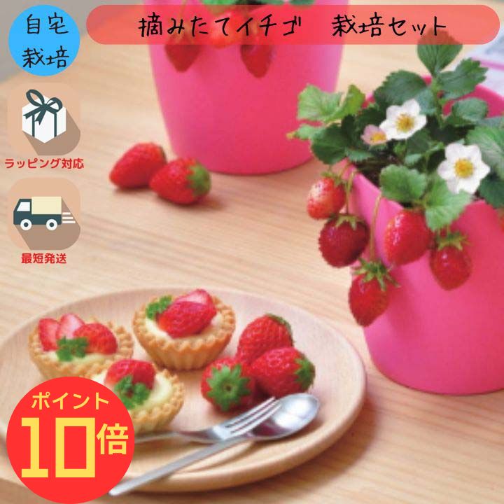 ↑このバナーから必ずエントリーをしてポイント10倍を獲得してください↑赤い果実に可憐な花、甘酸っぱい香り・・・だれもが大好きな「イチゴ」。 可愛らしい花を楽しみながら、お部屋で育ててみませんか？ イチゴの基礎知識 可愛らしい花が次々に咲き、...