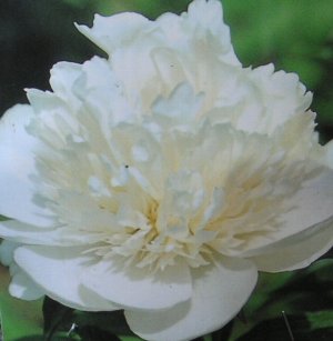 芍薬（シャクヤク）　氷点 12センチポット植え ボタン科　宿根草 開花時期：5月〜6月頃 ■管理のポイント 日当たりよく排水性のよい場所を好みます。 腐葉土などを混ぜた肥沃な用土が最適です。 水は乾いたらたっぷり与えます。 肥料は動き出す春...