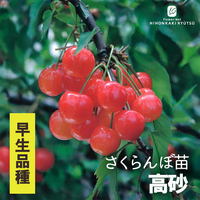 送料について→ 特徴 比較的早い時期から実をつける早生品種です。 美しい赤い色の実は柔らかく多汁で甘みも多い美味品種です。 ・糖度　14度〜16度程度 ・大きさ　6g〜7g内外 ・熟期　6月中旬頃 ・受粉樹　必要 ・オススメ受粉樹 ナポレオ...