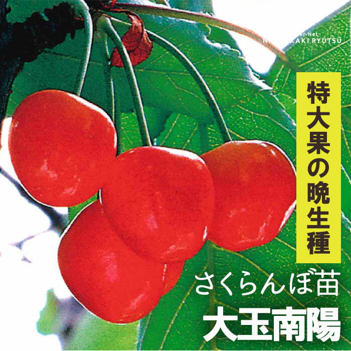 送料について→ 特徴 食べ応え抜群の大玉晩生品種です。 薄いピンク色の果皮に包まれた果肉は驚くほどジューシーで、さっぱりとした上品な甘みが口いっぱいに広がります。 樹上でじっくり色づいた“もぎたて完熟果”ならではの圧倒的な張り、溢れる果汁、...