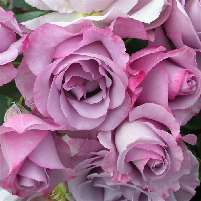 特徴 丸い花弁が軽く波打ちながらやわらかく重なる。 空の青に譬えられるブルーモーヴ色の花は開花と共にシルバーを帯び、弁先はバープルルージュのあしらいが入る。 ベルガモット、ゼラニウム、コケ、樹木の豊かで「秘密めいた」香り。 コンパクトなスプ...