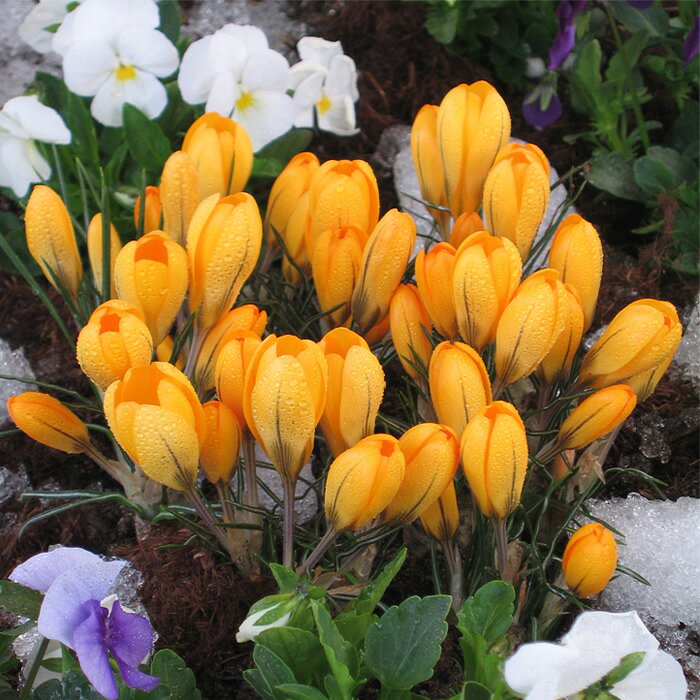 商品説明 【開花期】 2月〜4月頃 【植付時期】 9月〜1月 ご確認ください 生育状況により、発送間際の段階で数量の訂正やご注文のキャンセルをお願いする場合がございますのでご理解のうえご注文ください。※パッケージデザインが変更となる場合がご...