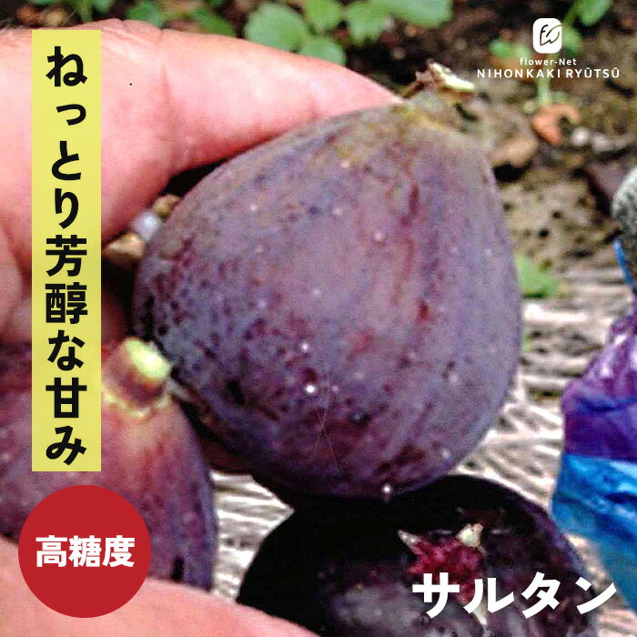 特徴 サルタンは、北アフリカのチュニジアを原産とする、格別の甘みを持った高級いちじくです。 深みのある濃い赤紫色の果皮が目を引き、病気にかかりにくく実がたっぷりと成る（豊産性）タフな性質を併せ持っています。 最大の魅力は、口の中でねっとりと...