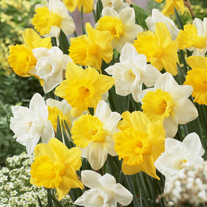 商品説明 トランペットのような花が庭に新しい旋律を奏でます。 【開花期】 2月〜4月頃 【植付時期】 10月〜12月 ご確認ください 生育状況により、発送間際の段階で数量の訂正やご注文のキャンセルをお願いする場合がございますのでご理解のうえ...