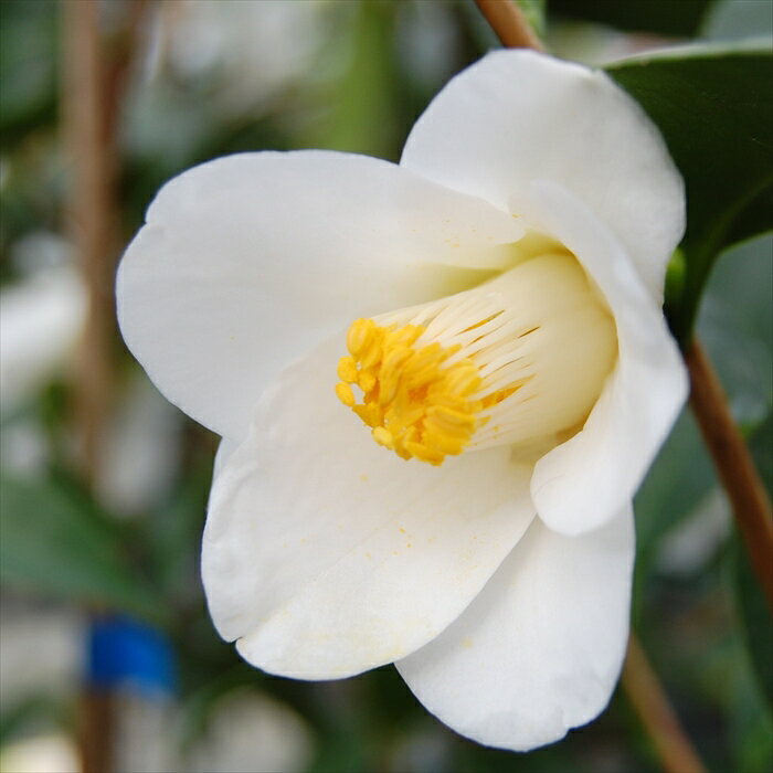 特徴 ツバキ科ツバキ属の常緑高木。 日本を代表する花木です。 光沢のある濃い緑の葉が特徴。 花色、花形、葉の形など、いろいろな品種が栽培されています。 開花時期は11月〜12月、2月〜4月。（品種により異なります） 挿し木苗となります。 開...