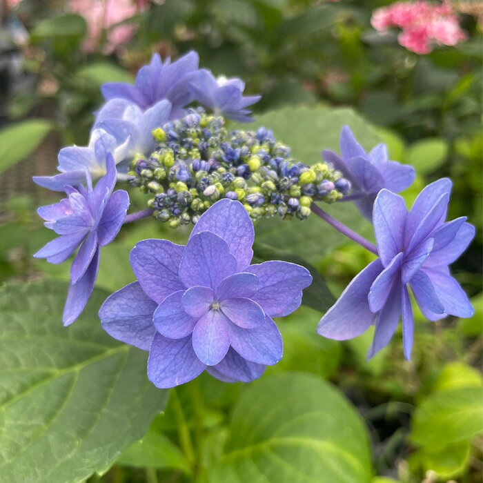加茂ガーデンアジサイについて 静岡県掛川市の「加茂荘花鳥園」で独自に品種改良を行ったオリジナルアジサイのシリーズです。 鉢植えのみならず庭木として優秀なアジサイの育成を考え、庭植えした時の花付き、樹姿の良さ、冬季の耐乾性、今までのアジサイに...