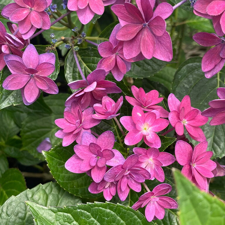 置き場所 【地植え・鉢植え共通】 日陰のイメージがありますが、日当たりの良い場所の方が花付きが良くなります。 夏の強い西日は嫌うため、それを避けられる環境が最適です。 用土 【地植え】 夏の西日を避けられるやや湿り気のある肥沃な土壌を好みま...