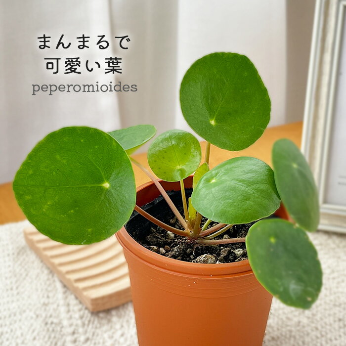 楽天市場】ピレアペペロミオイデス(観葉植物|花・観葉植物 楽天市場】ピレアペペロミオイデス(観葉植物|花・観葉植物