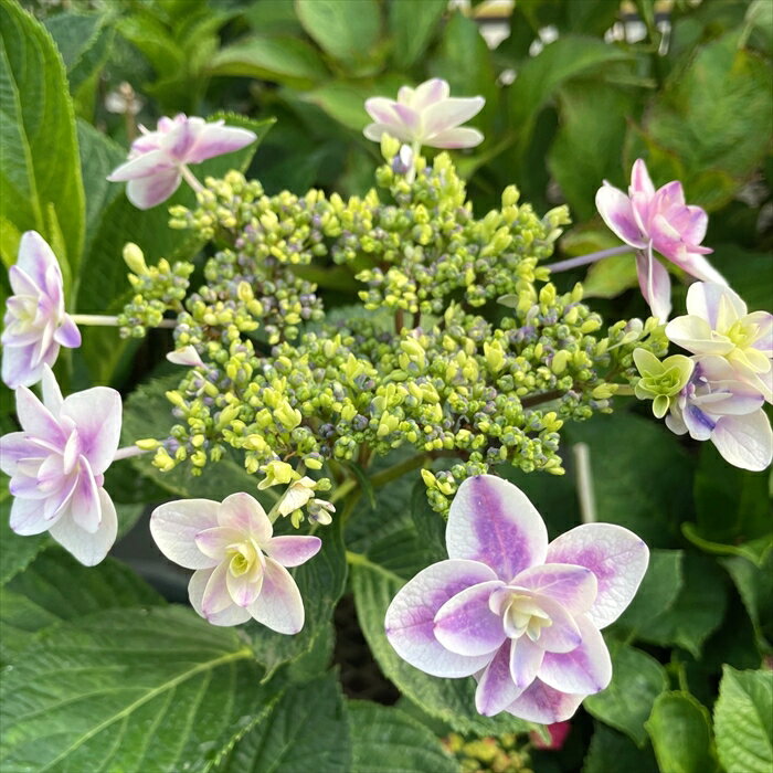 加茂ガーデンアジサイについて 静岡県掛川市の「加茂荘花鳥園」で独自に品種改良を行ったオリジナルアジサイのシリーズです。 鉢植えのみならず庭木として優秀なアジサイの育成を考え、庭植えした時の花付き、樹姿の良さ、冬季の耐乾性、今までのアジサイに...