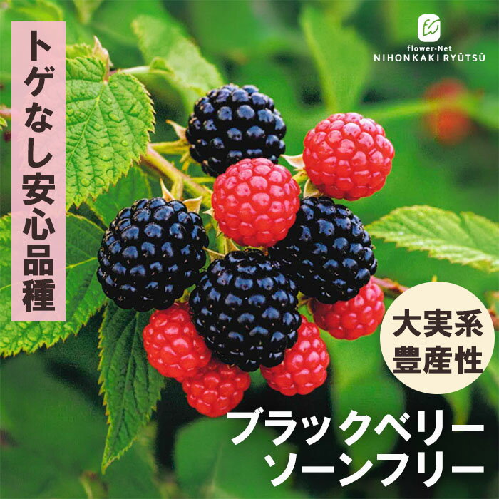 送料について→ 特徴 ソーンフリーはトゲなしで、驚きの豊産性を持つ、とても育てやすい品種です。 1本で毎年たくさんの実がなる、豊産性に優れています。 実は緑→赤→黒へと色が変化していきます。味は酸味が強い品種ですので、ジャムやソースに加工す...