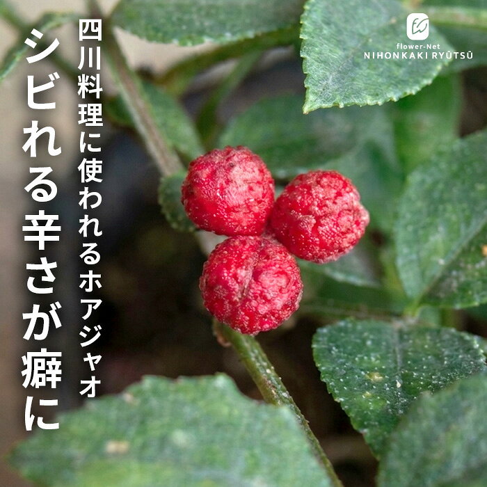 送料について→ サンショウ■　特徴中国で古くから愛される香辛料・花椒（ホアジャオ）がとれる華北山椒の苗木です。 麻婆豆腐や担々麺に欠かせないパンチのある痺れる辛さと、爽やかな柑橘系の香りが特徴。 1本で実がなる自家結実性で、耐寒性も強く育て...