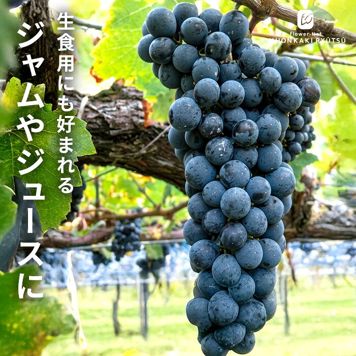 ブドウ■　特徴アメリカ原産の品種。 ジャムやジュース、生食でも親しまれています。 幅広い味わいのワインが出来ます。■　管理方法日光を好むので、庭植えの植えつけ場所、鉢植えの置き場とも日当たり良好な場所を選びましょう。 鉢土の表面が白く乾いた...