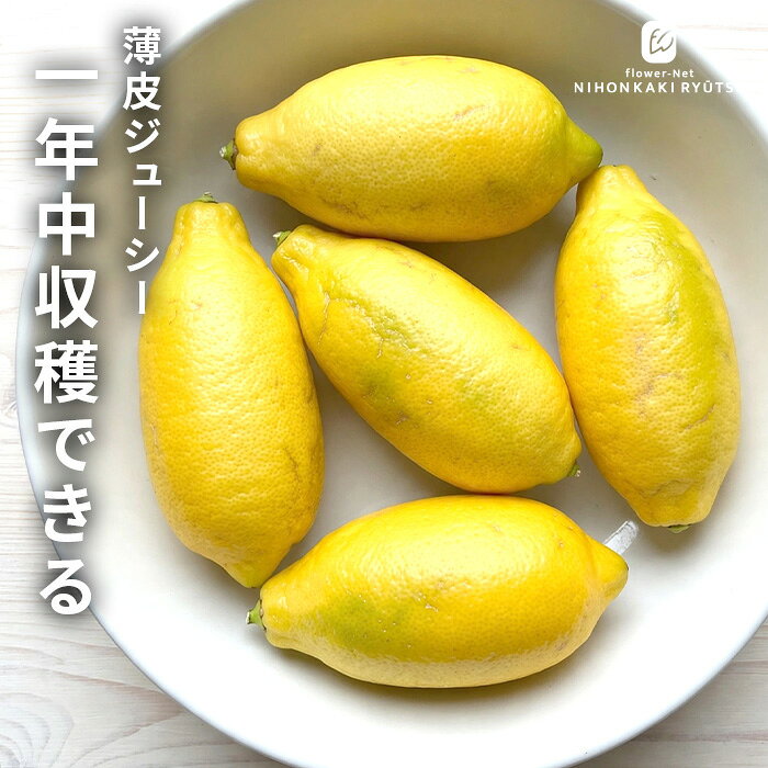 送料について→ カンキツ■　特徴「香水レモン」の名でも知られるパキスタンレモンの苗木です。 インド・アッサム州を原産とし、現在は沖縄でのみ栽培される非常に希少な品種。 薄い皮と豊富な果汁、他のレモンにはない独特の芳醇な香りが最大の魅力です。...