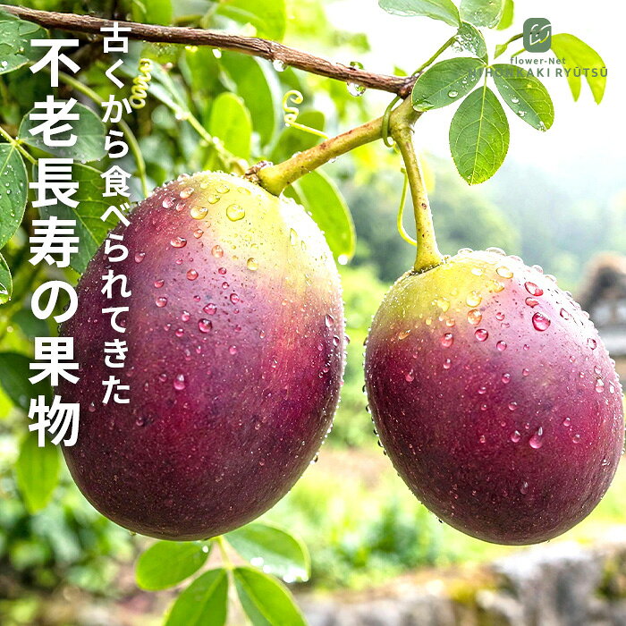 ムベ■　商品説明日本に古くから自生する希少な果樹です。 一年中美しい葉を楽しめる常緑つる植物。 秋には紫色の果実が実り、中からゼリー状の果肉が現れます。 その果肉は甘く上品な味わいで、古くから珍重されてきました。 名前の由来は、果実を献上さ...