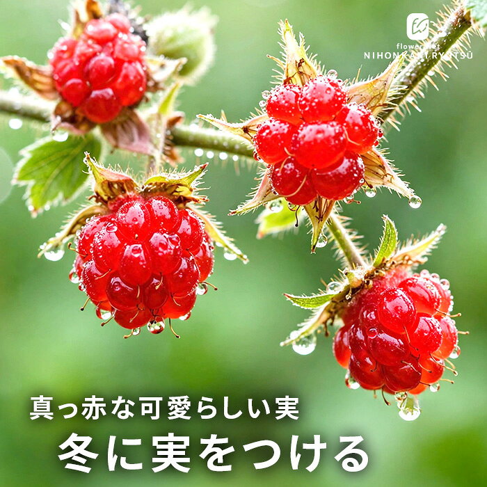 冬いちご■　商品説明冬イチゴは、寒さが深まる季節に鮮やかな赤い実をつける日本の野イチゴです。 半日陰でも育ちやすく、観賞と収穫の両方を楽しめます。 冬枯れの景色の中で輝く果実は、まるで赤い宝石のよう。 和の趣あふれる実もの植物です。■　日当...