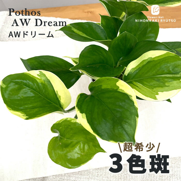 送料について→ ポトス AWドリーム■　特徴ステータスから突然変異で生まれた、一般市場に出回らない激レアポトス。 丸みのある上品な葉に、クリーム・黄緑・深緑が美しく混ざり合う芸術的な「3色斑（トリカラー）」が、圧倒的な存在感と華やかさを放ち...