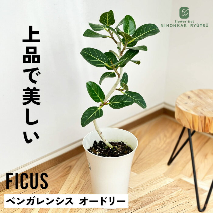 フィカス ベンガレンシス オードリー■　特徴優しい丸みのある葉にハッキリとした葉脈、独特な樹形の白い幹がインテリアとして人気のフィカス ベンガレンシス オードリー。 丸い葉は心を穏やかにし、風水的には金運もアップするといわれています。 リビ...