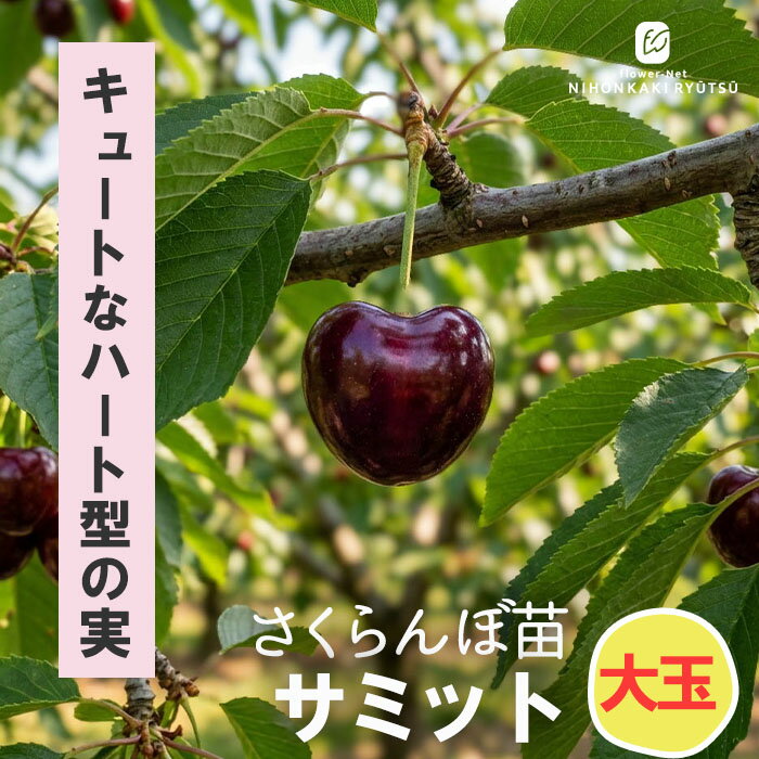 送料について→ 特徴 500円玉級の超大玉品種。 カナダ原産の大玉系品種で、ハートのような形の実が特徴です。 果肉が肉厚でしっかりと締まっているのでんだ時に『パリッ』とはじける良い食感です。 春に咲く花は桜に似ていて美しく、それもまた魅力の...