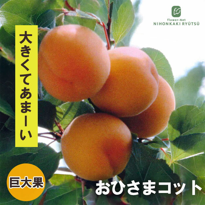 送料について→ 特徴 太陽のように大きい黄色い果実が特徴の『おひさまコット』 果実は110〜120gと圧倒的な大きさ！糖度が高く酸味も控えめで、もぎたてで美味しく食べられます。 耐寒性があるので、日本全国どこでも栽培が可能です。 従来品種に...