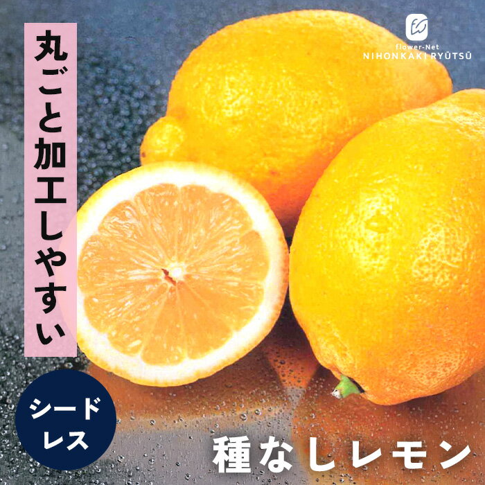 送料について→ 特徴 お料理やドリンクに最適の、実用性抜群のシードレスレモンです。 果汁がジューシーで、酸味は強すぎずまろやか。レモンらしい深みのある豊かな芳香を楽しめます。 レモン栽培で敬遠されがちなトゲが非常に短小で少ないため、お手入れ...