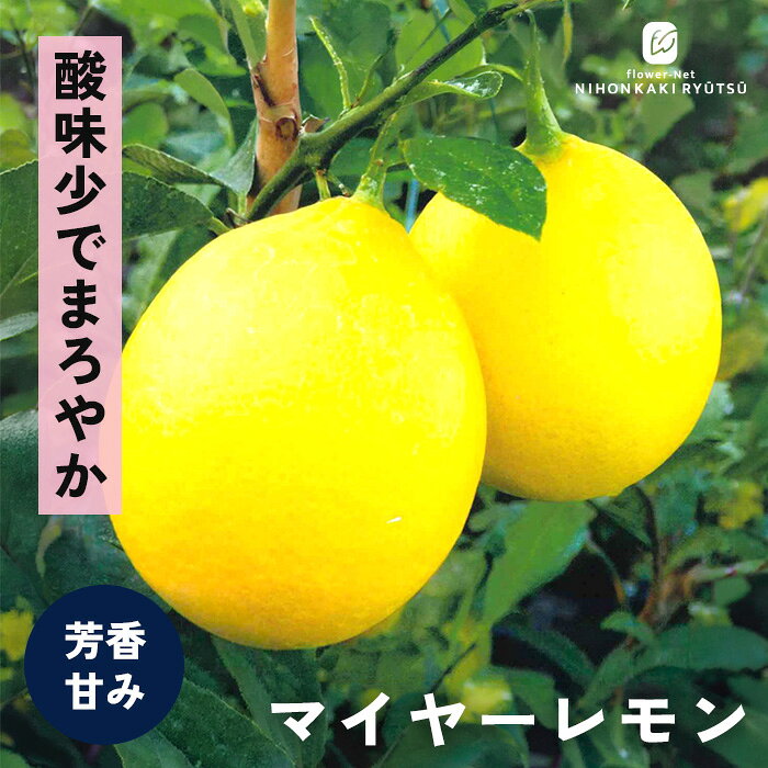 送料について→ 特徴 マイヤーレモンは、レモンとオレンジの自然交雑によって生まれたと言われる、丸みのある可愛らしいフォルムが特徴の品種です。 一般的なレモンに比べて酸味がまろやかでトゲが少なく、香りもほんのり甘いのが魅力。 果皮が薄くて苦味...