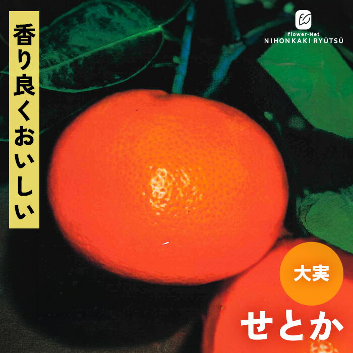 送料について→ 特徴 「清見オレンジ」「アンコール」「マーコット」という3つの品種を掛け合わせて生まれた、柑橘界究極のハイブリッドみかんです。 通常の温州みかんよりもやや大実で、圧倒的な甘みとフレッシュな香りが口いっぱいに広がります。 果肉...