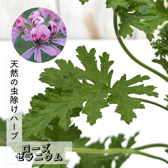 ローズゼラニウム■　特徴葉は手のひらを広げたような形で、さらに細かく深い切れ込みが入っています。バラに似た甘く優雅な香りがします。 薄ピンクや淡い紫色の小さな花は、花びらに濃い紫色のストライプが入るのが特徴です。 アロマや香料などに使用され...